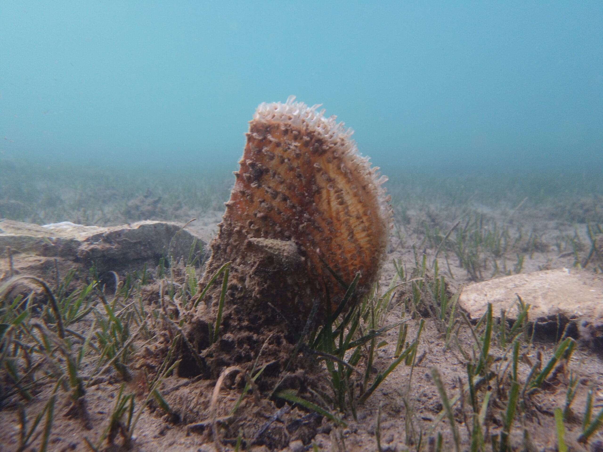Nastavlja se projekt za spas plemenite periske u Jadranskom moru ...